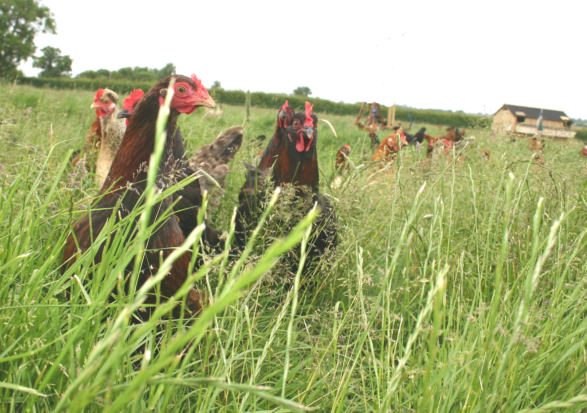Legbars of Broadway for Cotswold Legbars & Burford Brown hens