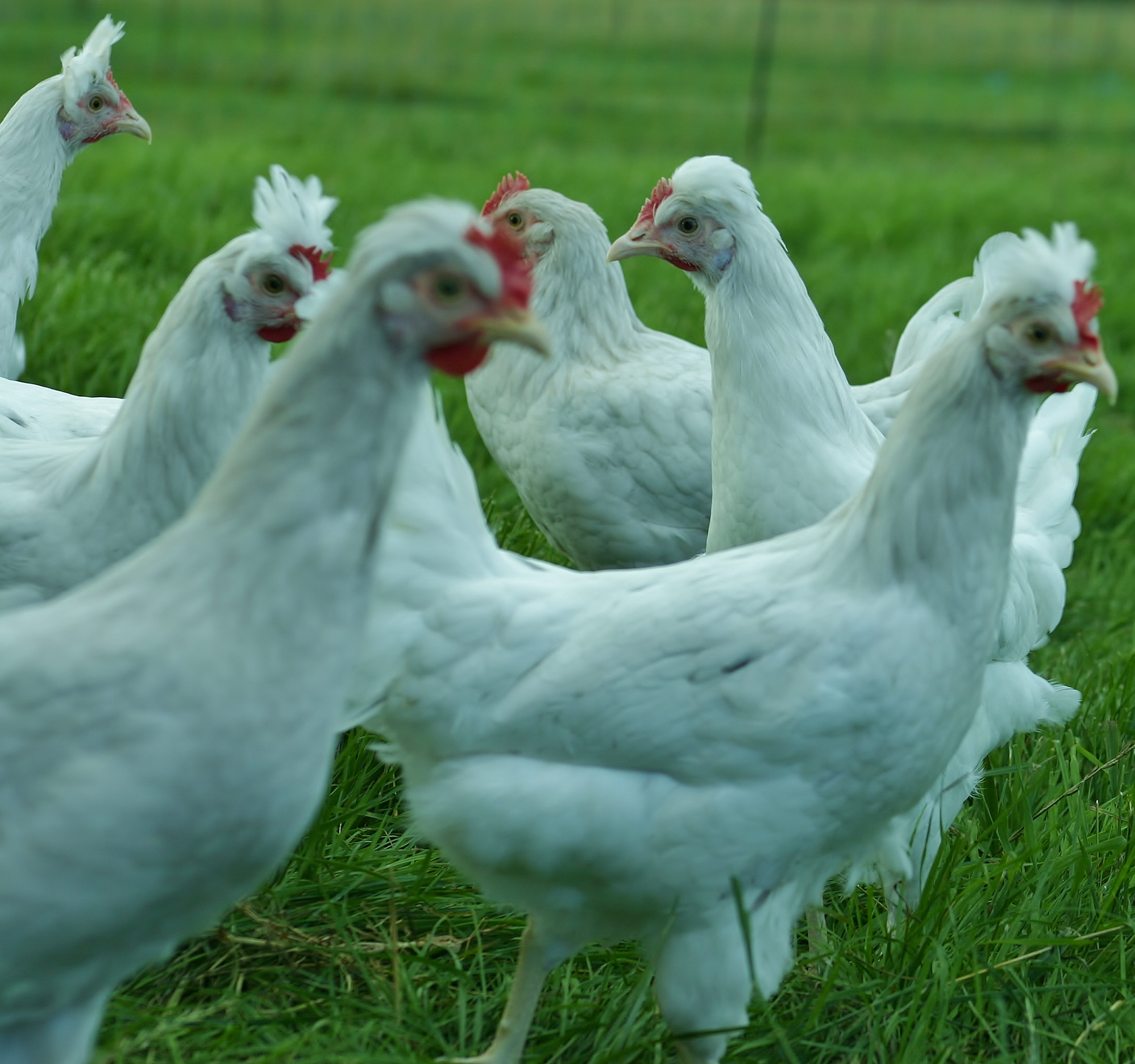 Legbars of Broadway for Cotswold Legbars & Burford Brown hens
